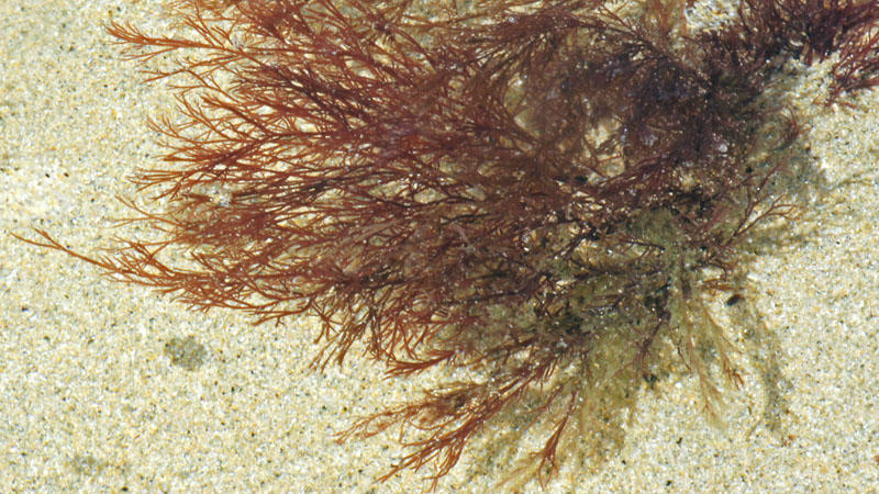 identification d'une algue rouge identification d'une algue rouge