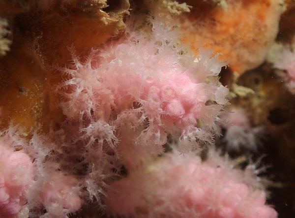 Alcyonium hibernicum