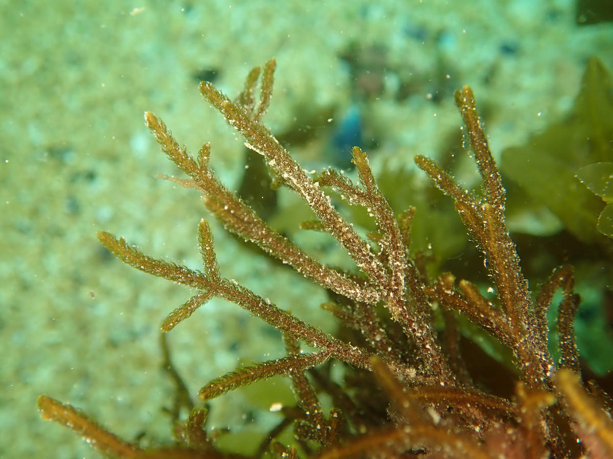 Algue brune (?), Bretagne nord
