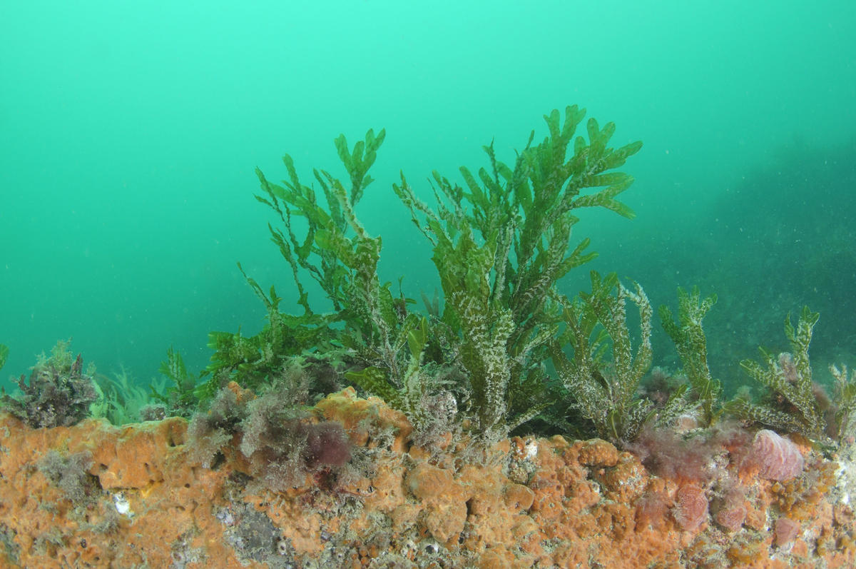 algue brune. identification?