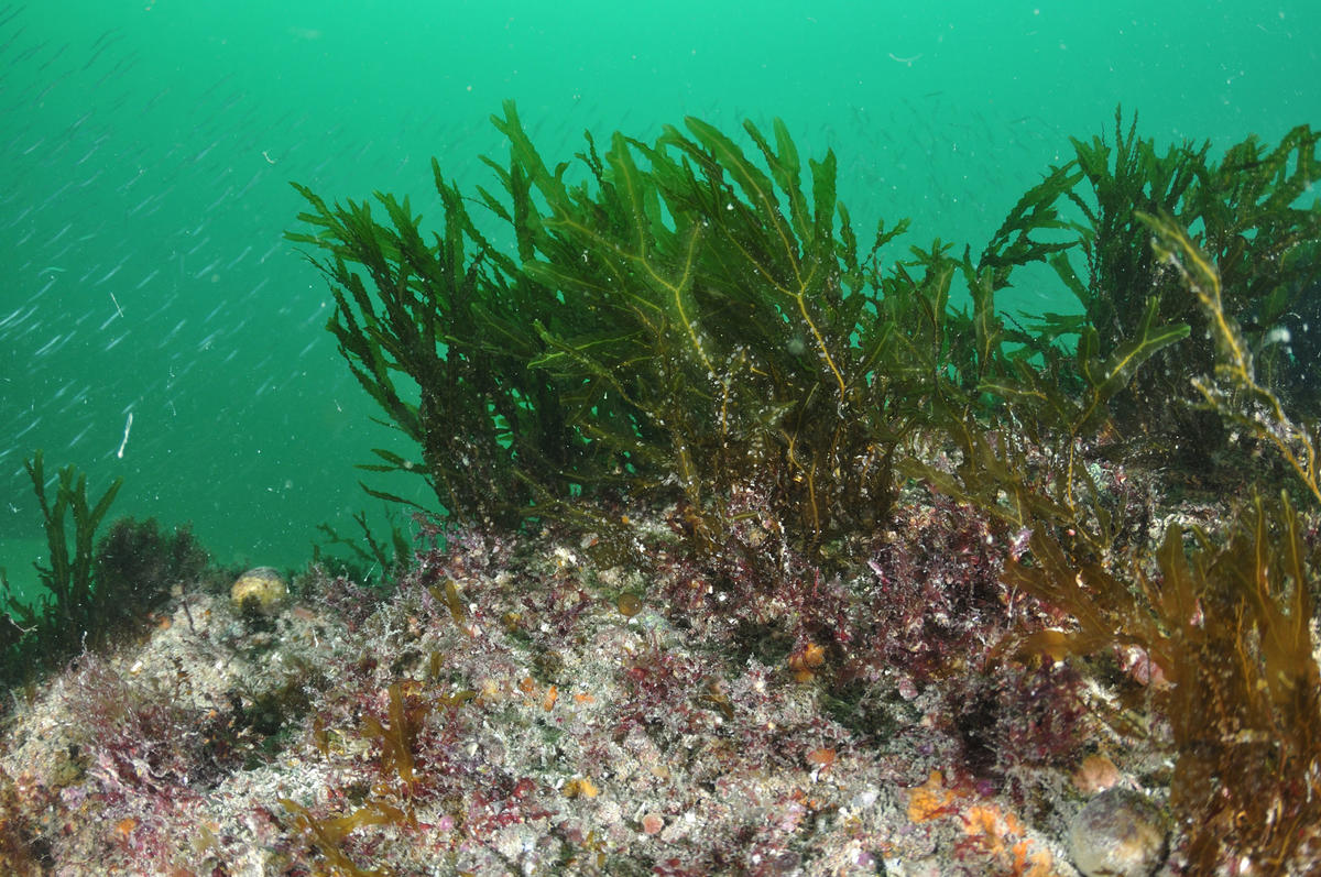 algue brune. identification?