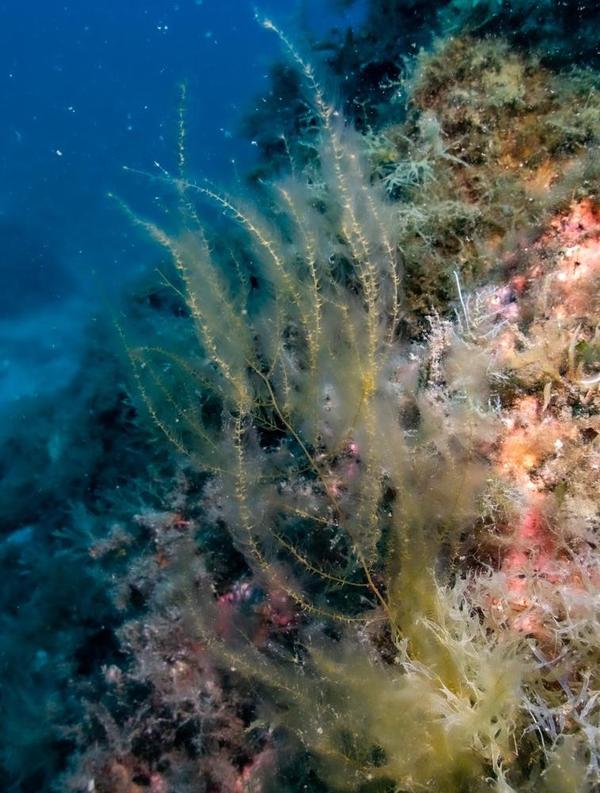 Algue ramifiée poilue