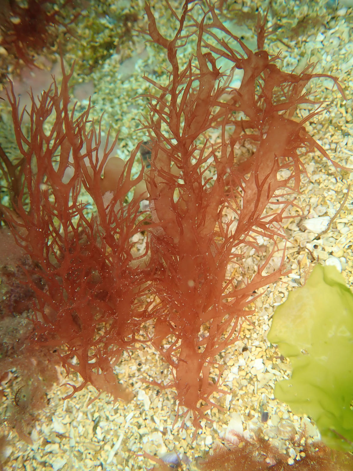 Algue rouge (Bretagne nord)