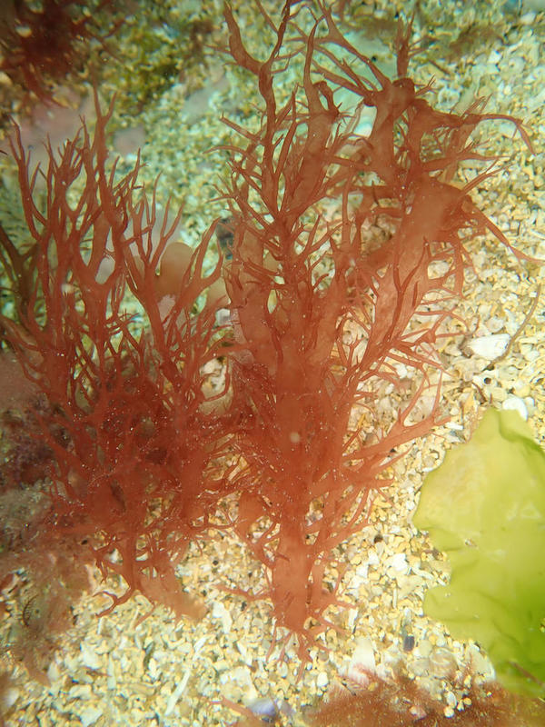 Algue rouge (Bretagne nord)