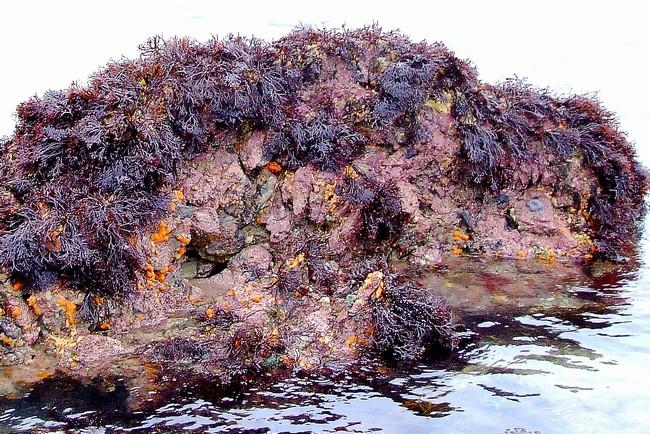Algue rouge encroutante