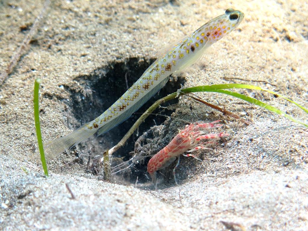 Alpheus glaber ou Alpheus rapacida?