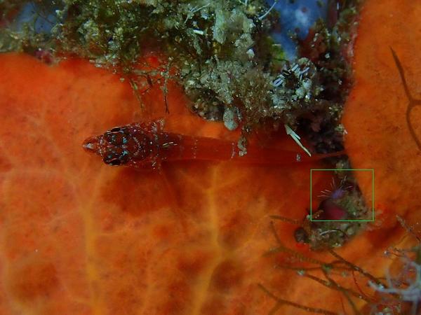 Annélide polychète violette