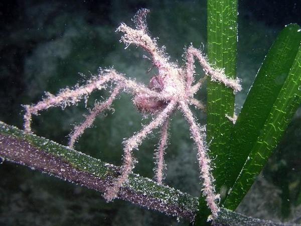 Araignée de mer