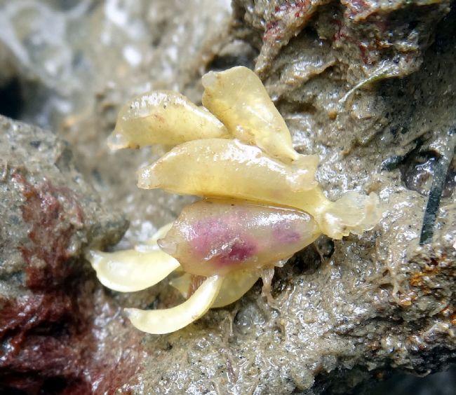 ascidie