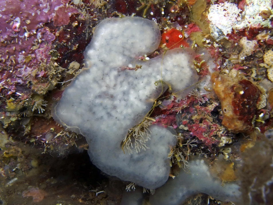 Ascidie sp