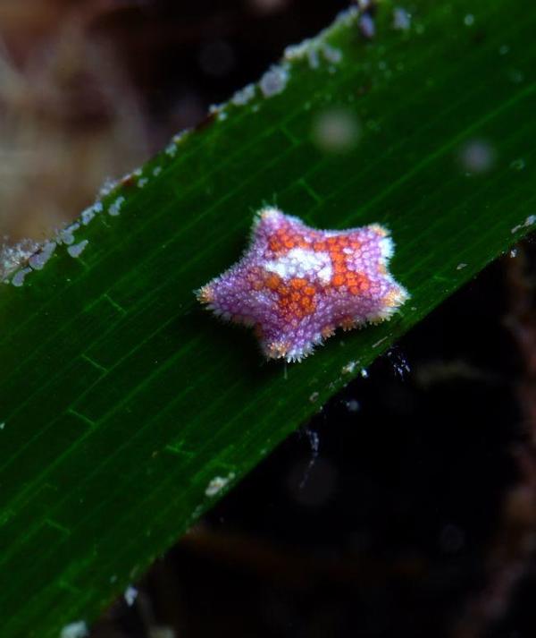 Asterina pancerii ou Asterina phylactica