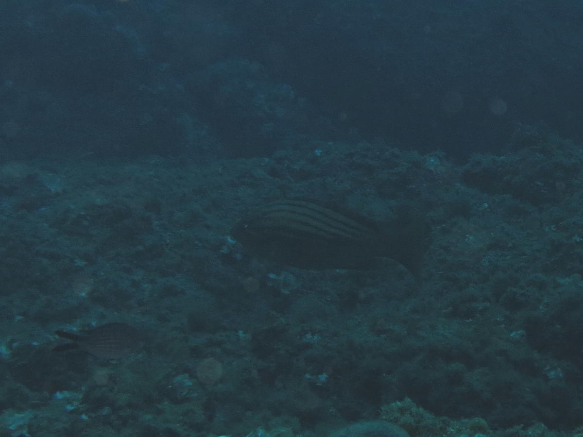 Badèche à Marseille