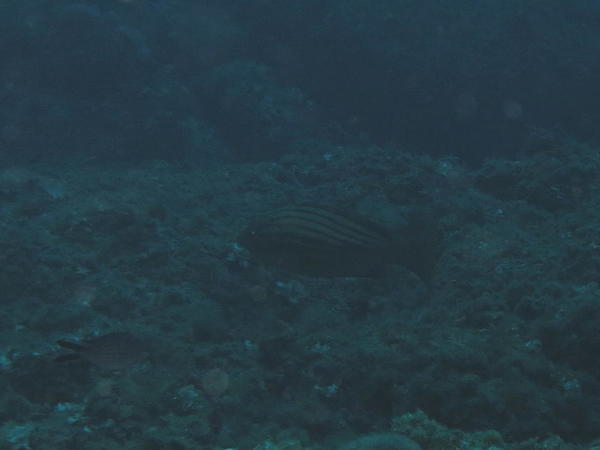 Badèche à Marseille