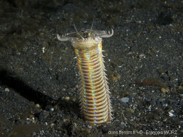 Bobbit worm