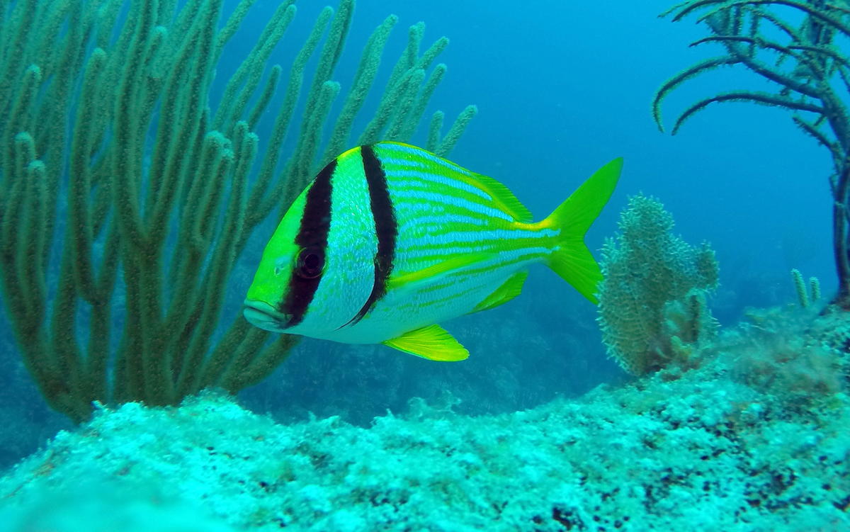 Bonjour,qui pourrait m'aider à identifier cette espèce de poisson