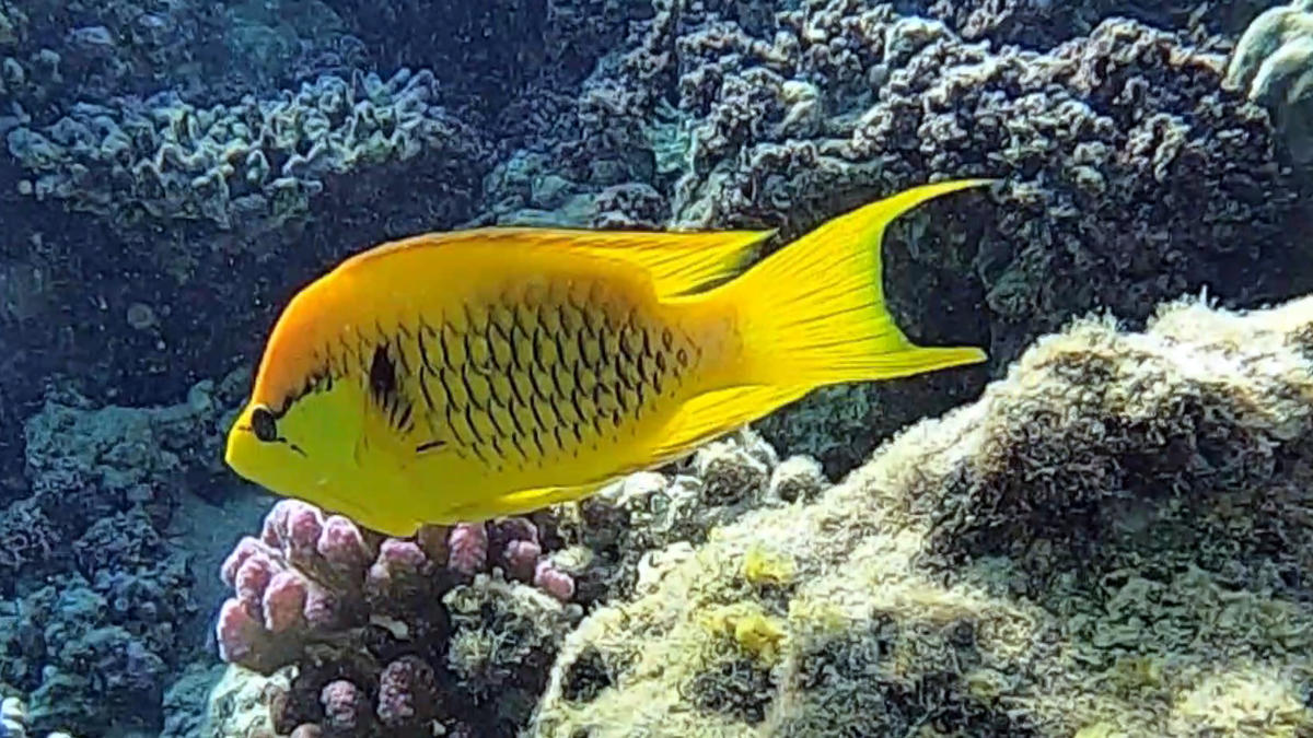 Bonjour,qui pourrait m'aider à identifier cette espèce de poisson