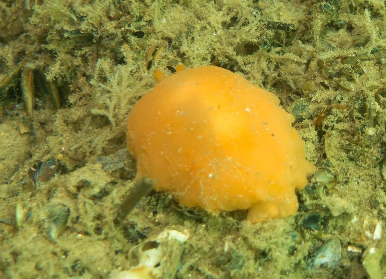 Bonjour. Une Berthelle ou doris orange.