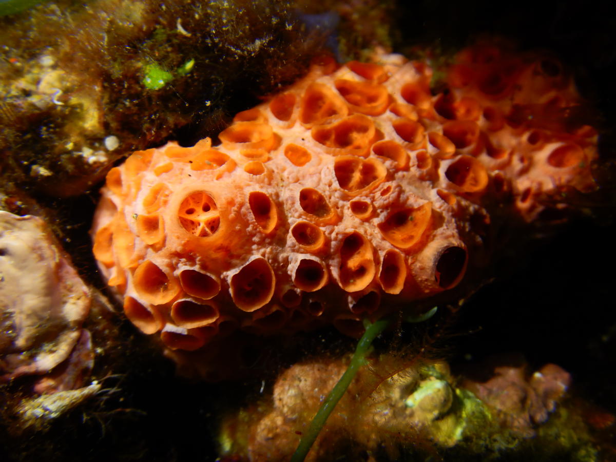 Bonsoir. Quelle est cette belle éponge orange