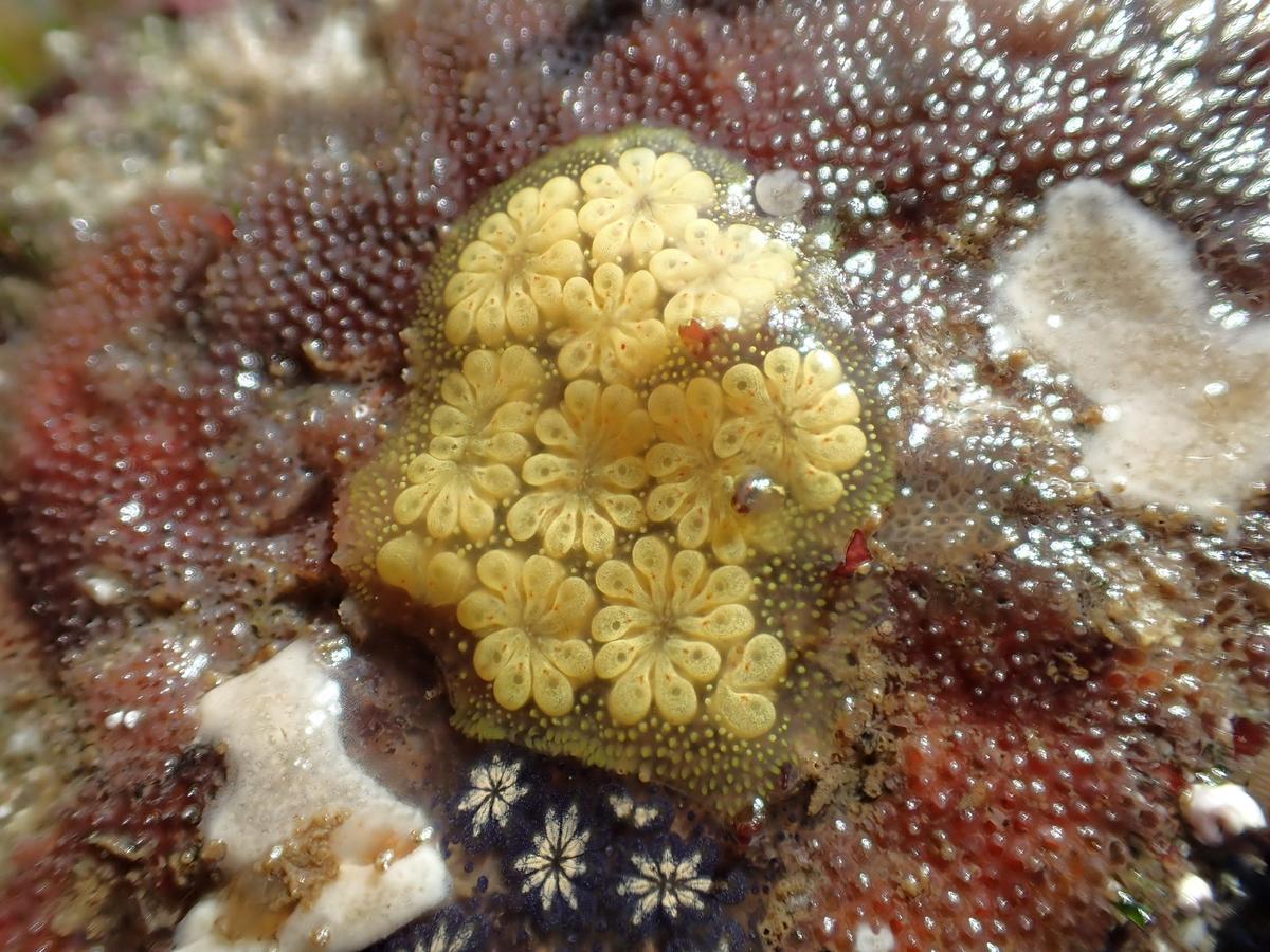 Botryllus schlosseri