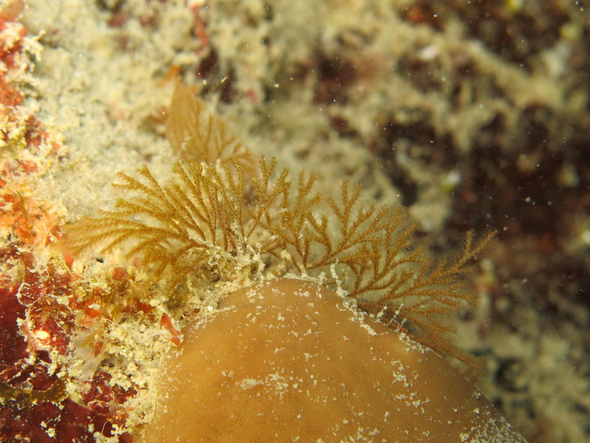 Bryozoaire, Scrupocellaria sp. ou Bugula sp?