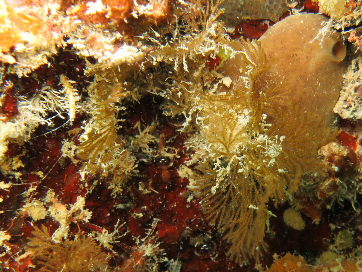 Bryozoaire, Scrupocellaria sp. ou Bugula sp?