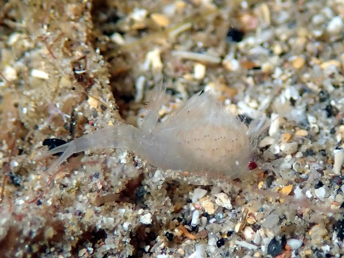 C'est quoi ce crustacé