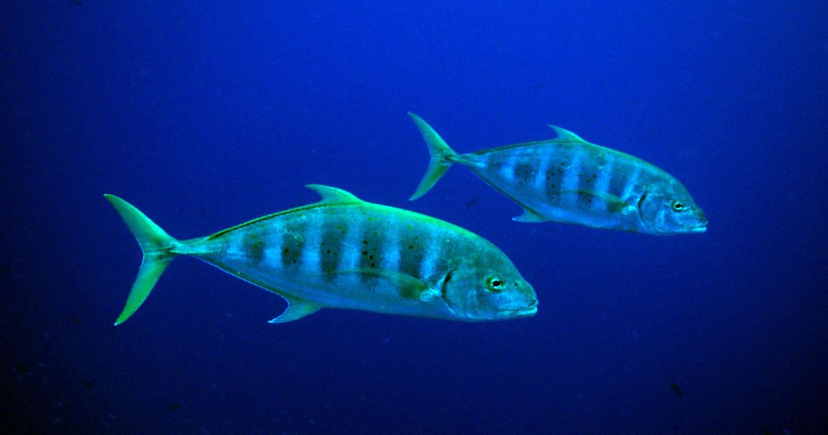 Carangue, carrément