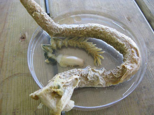 Chaetopterus variopedatus