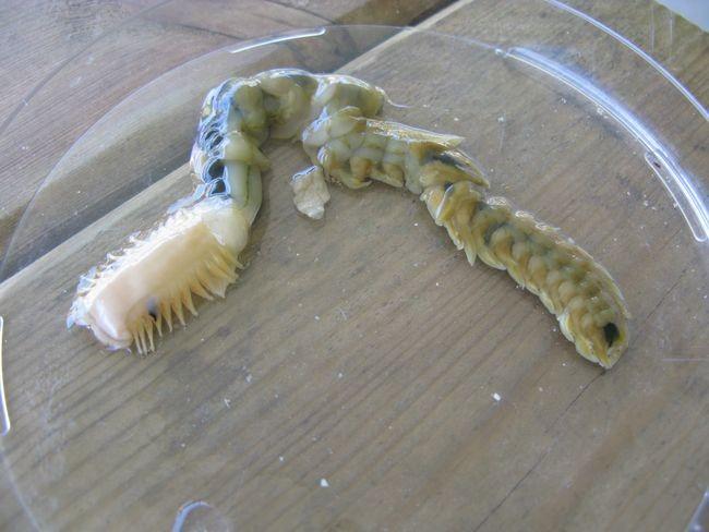 Chaetopterus variopedatus