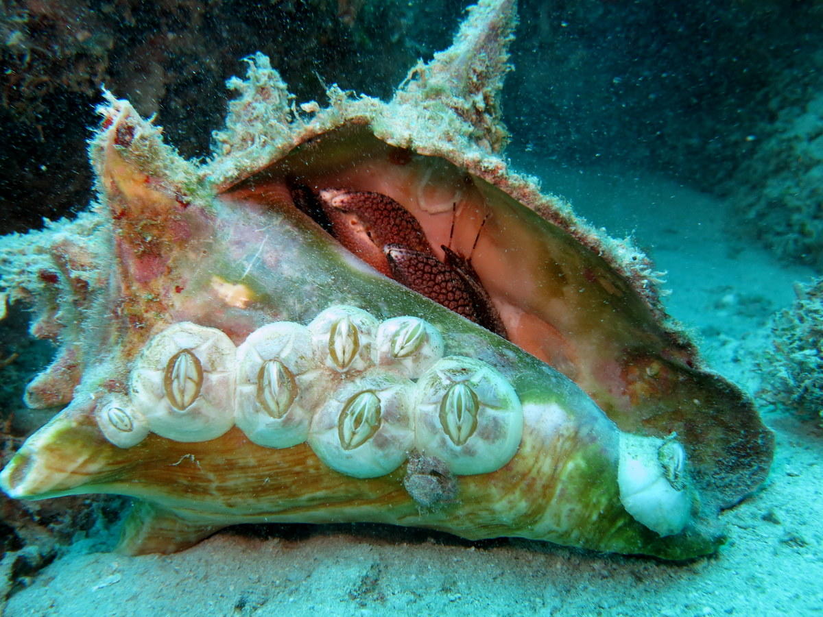 Chelonibia testudinaria