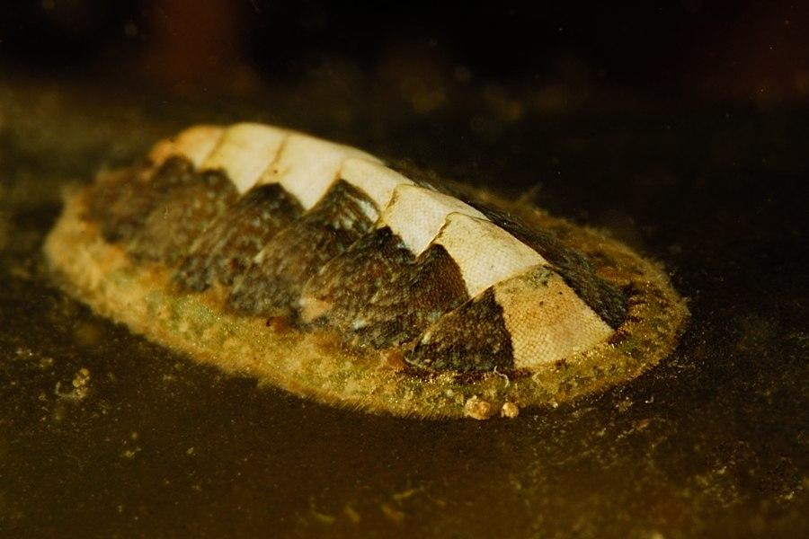 Chiton, quelle espèce