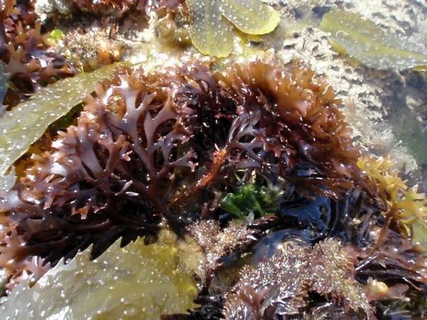 Chondrus crispus