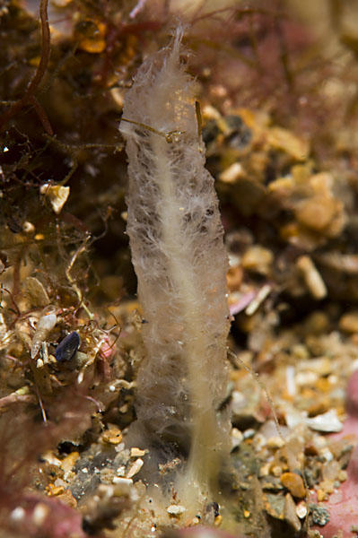 Ciocalypta penicillus ou Polymastia penicillus