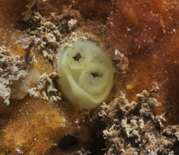 Ciona intestinalis