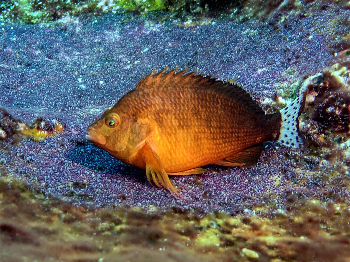 Cirrhitichthys calliurus