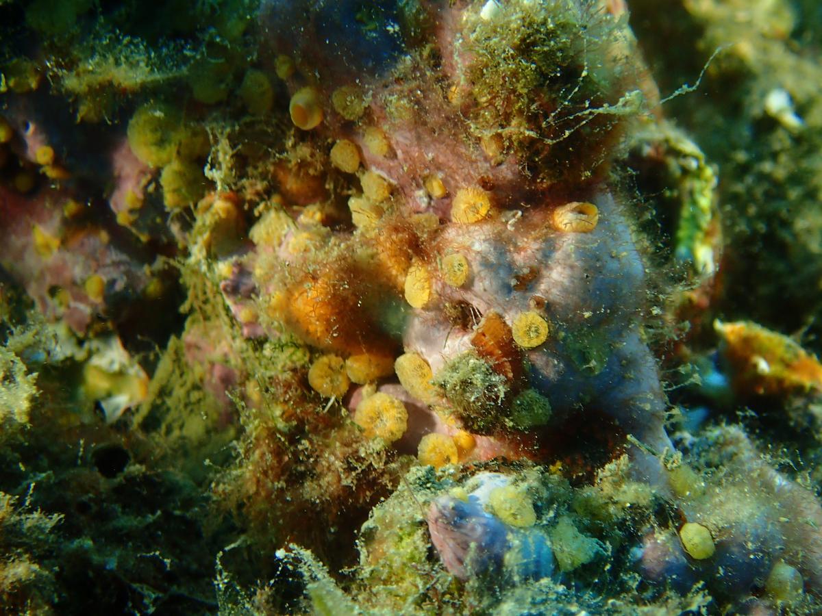 Clione jaune ou verte