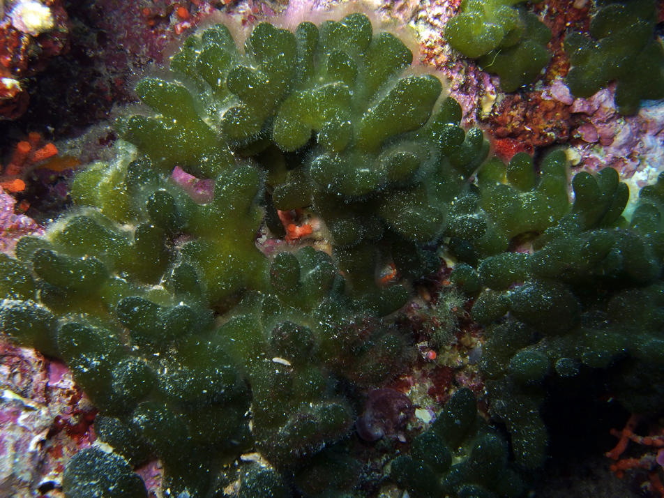 Codium coralloides?