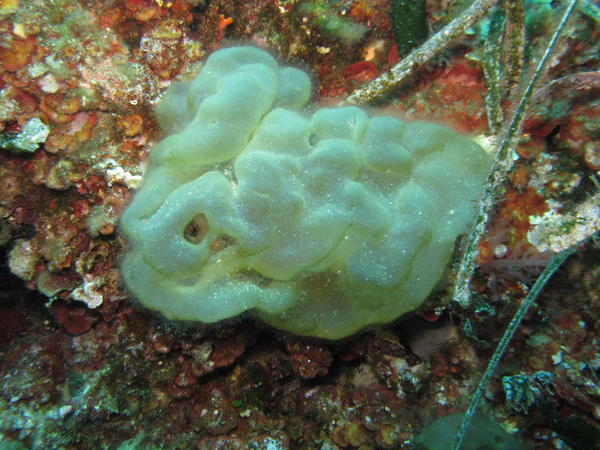 Colpoménia sinueux (Colpomenia sinuosa)