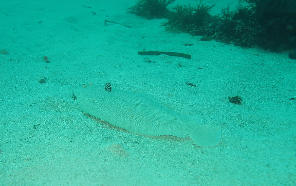 comment reconnaître les différents poissons plats