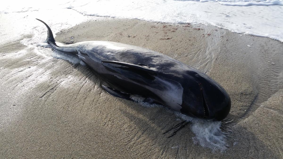 Confirmation d'un Marsouin commun