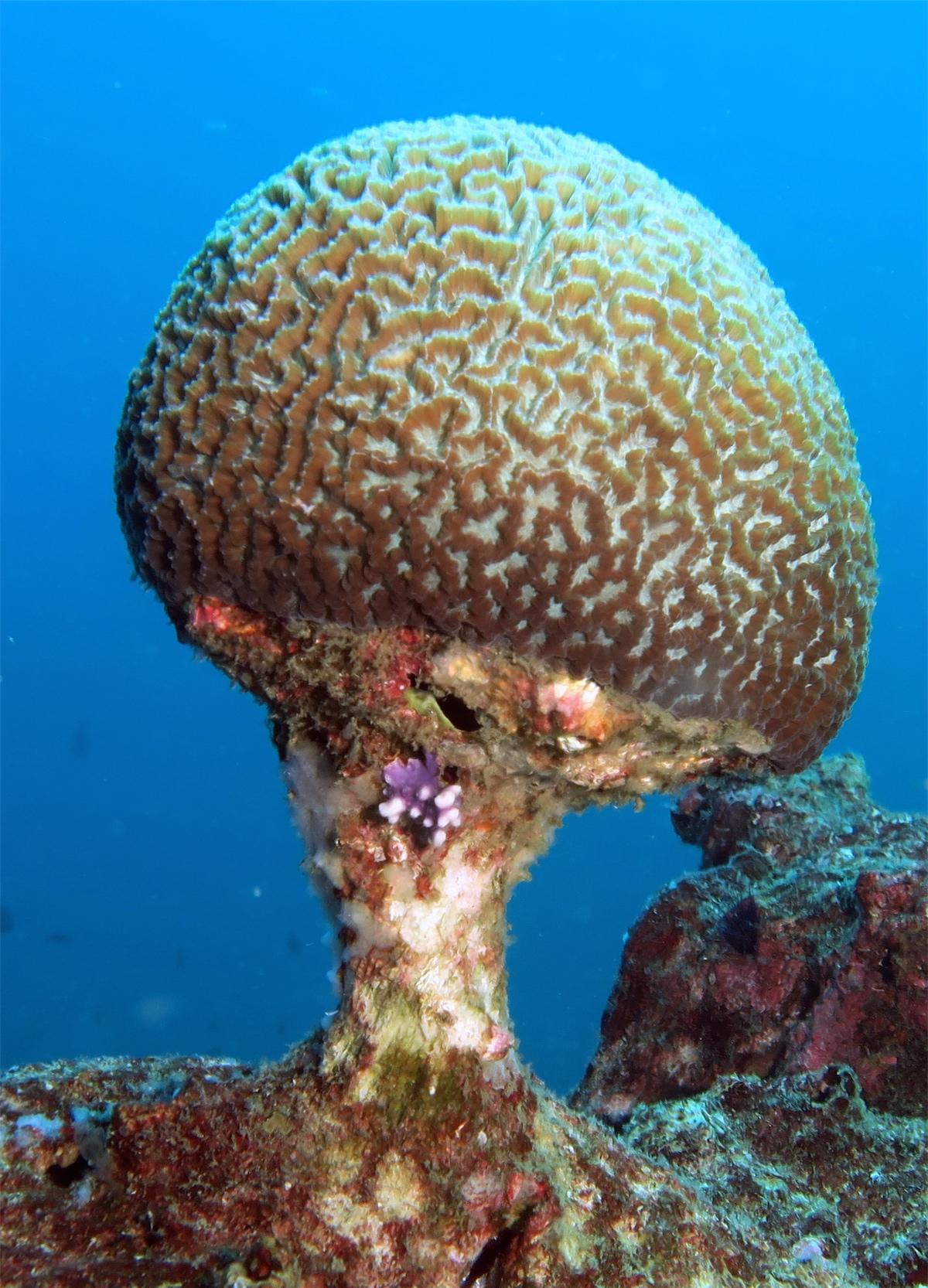Corail-cerveau curieux