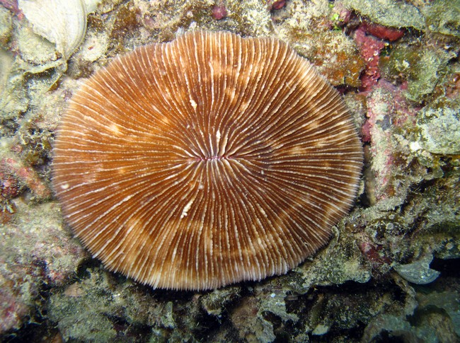 Corail champignon