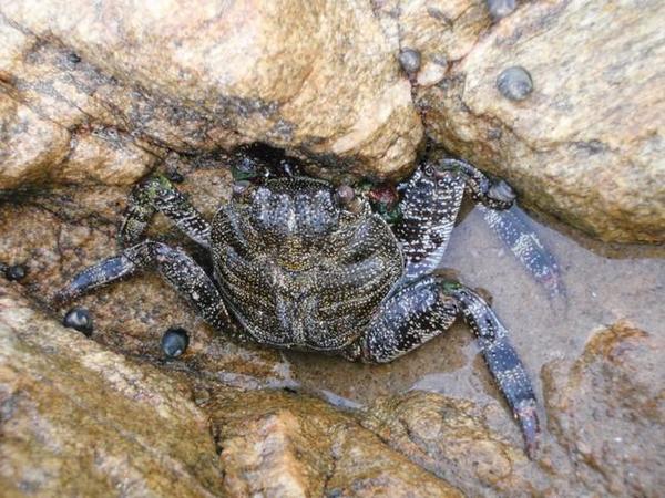 Crabe des rochers