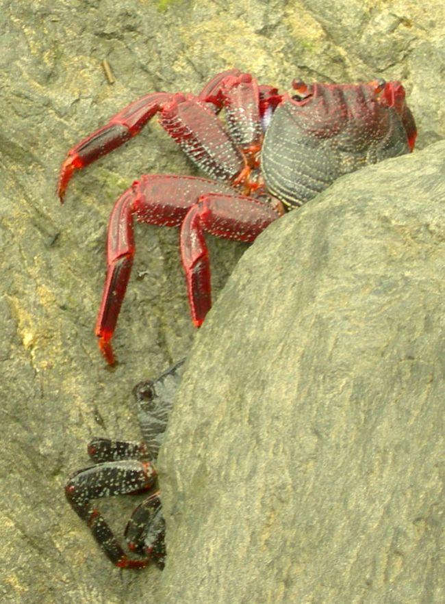 Crabe des rochers