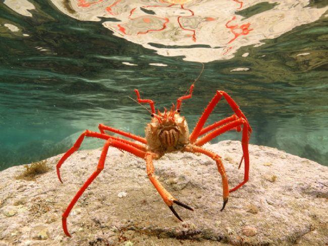 Crustacé inconnu