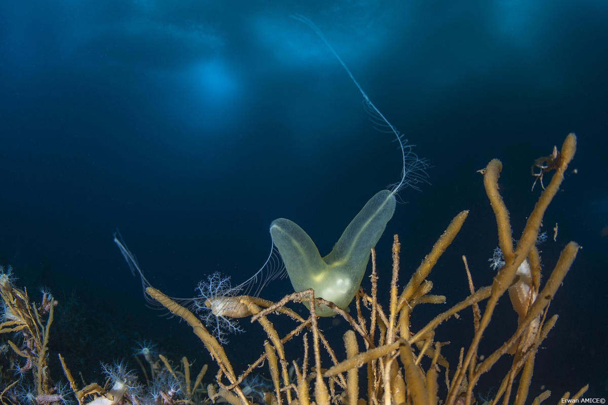 Cténophore ou Cténaire fixé