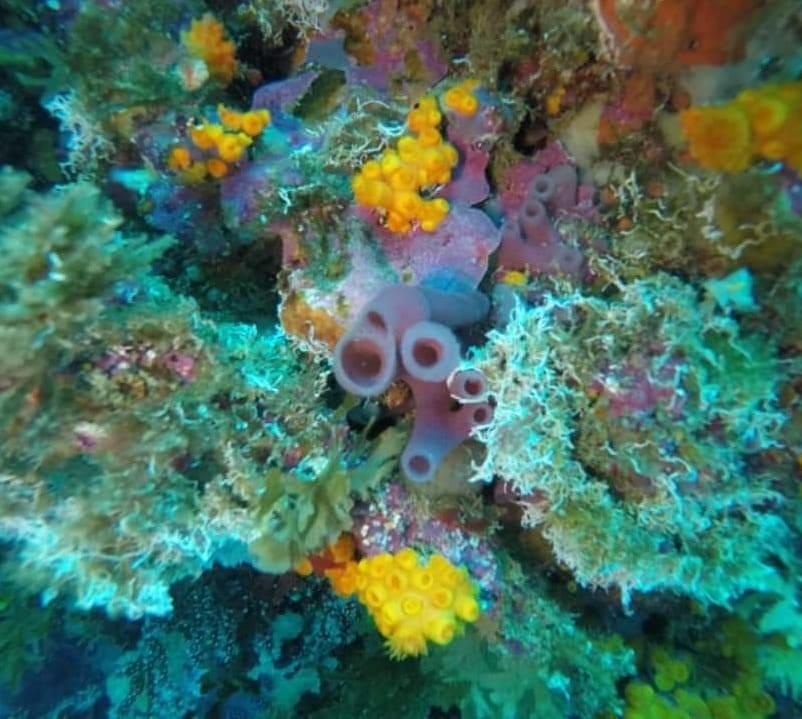 De quelle type d'éponge s'agit-il