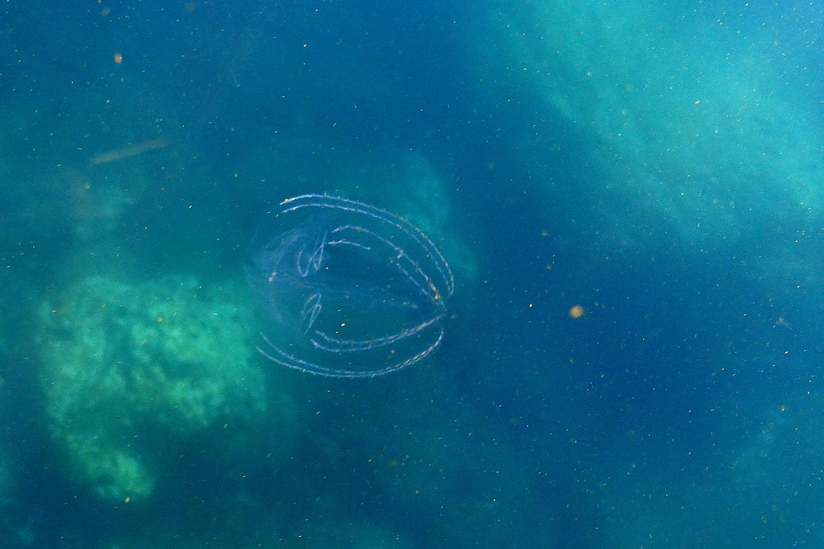 Deiopea kaloktenota à Banyuls