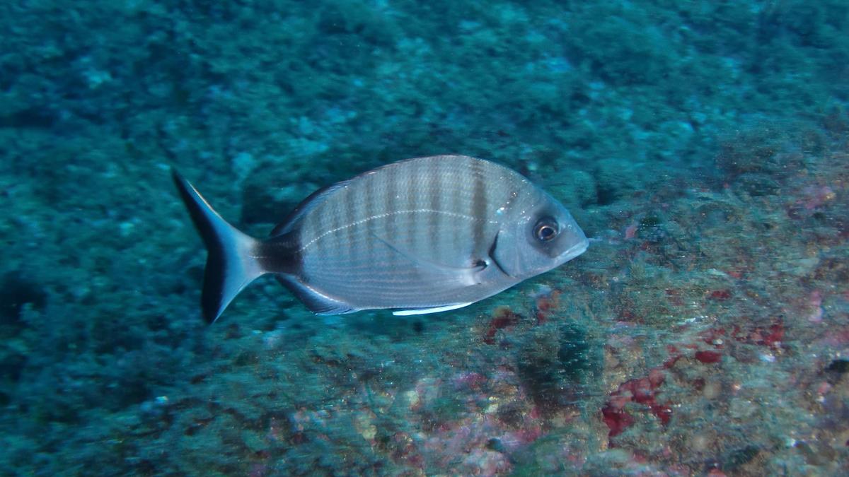 Diplodus sargus