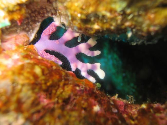 Distichopora violacea avec une maladie?